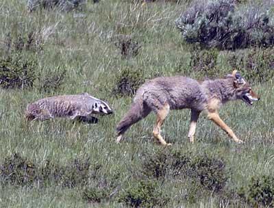 Badgers And Coyotes Hunting Together Ucross High Plains Stewardship Badgers And Coyotes Hunting Together Ucross High Plains Stewardship