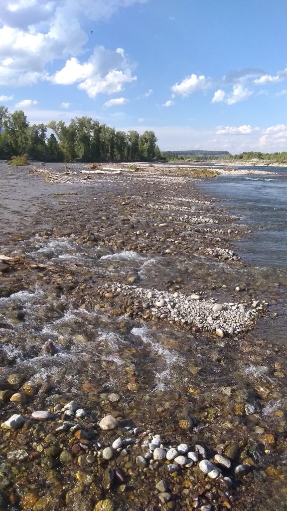 Trouble in Paradise: Native Fish Entrainment in the Ditches of Jackson ...
